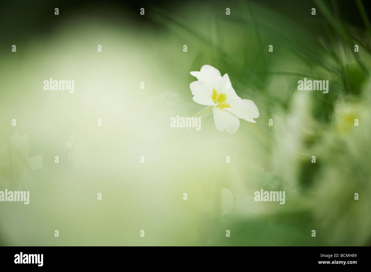 Common Primrose Primula Vulgaris Stock Photo Alamy