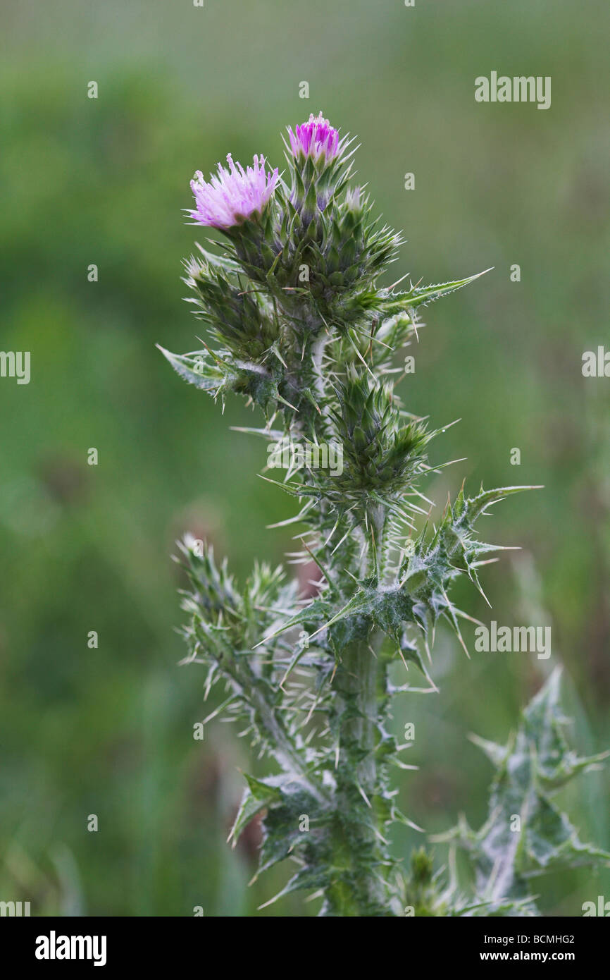 Slender thistle hi-res stock photography and images - Alamy