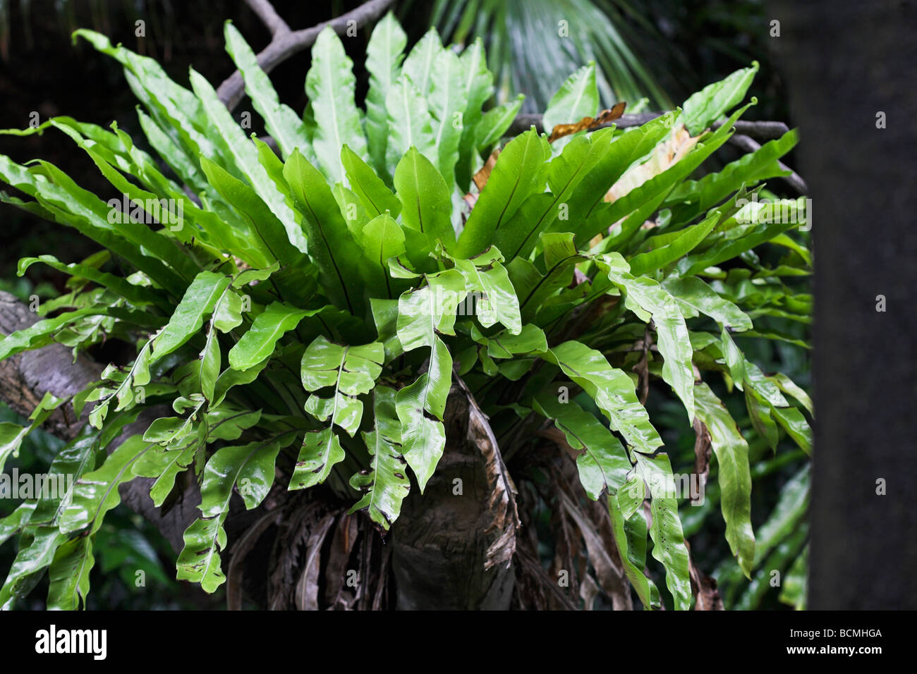 Birds Nest Fern Asplenium nidus Stock Photo - Alamy