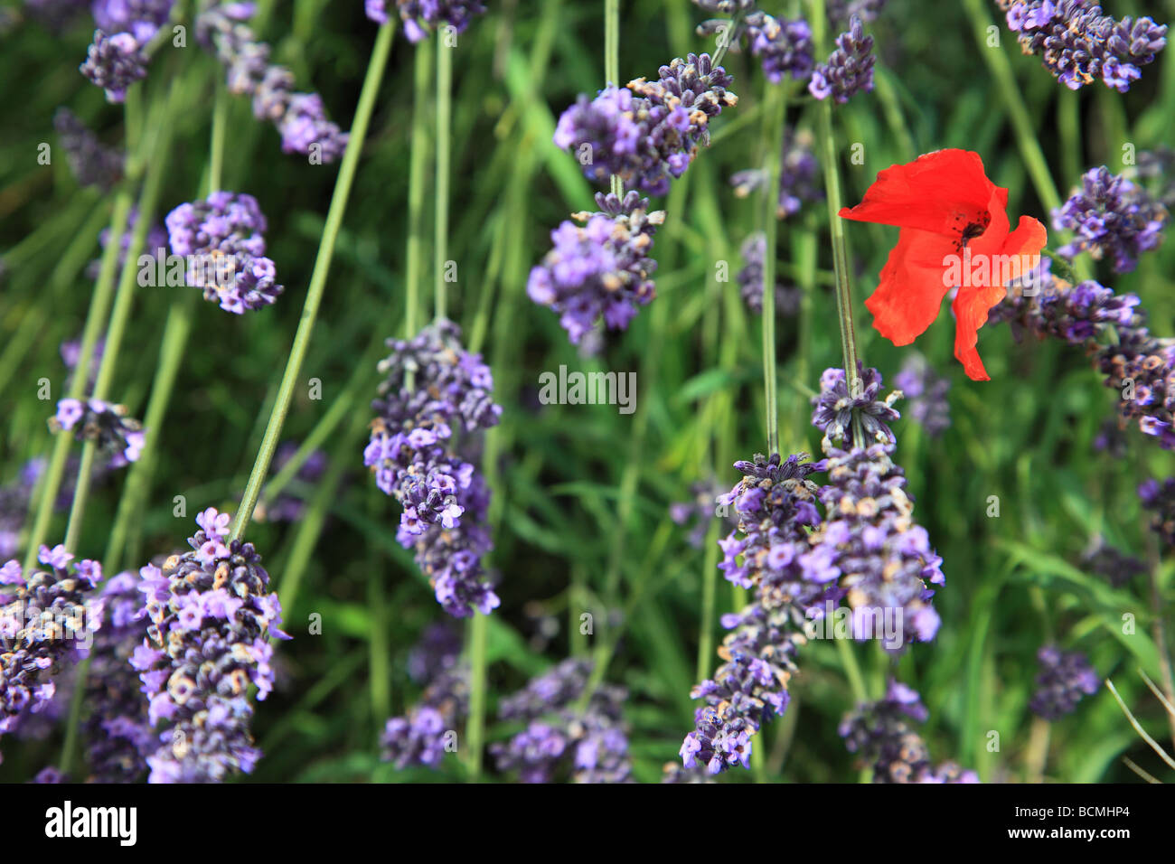 Lavender Field and red poppy flower Surrey England Stock Photo - Alamy