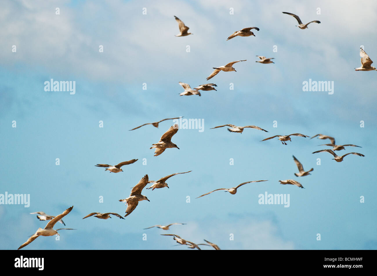 Seagulls V Formation