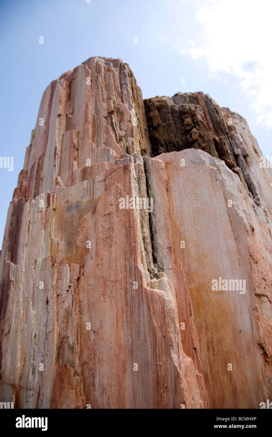 Fossil tree trunk hi-res stock photography and images - Alamy