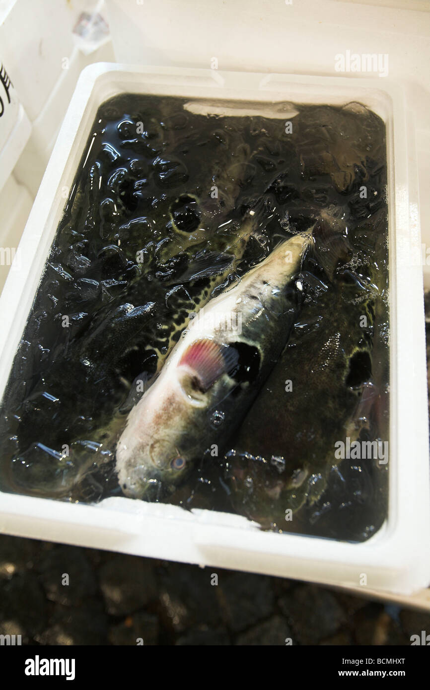 Torafugu japan hi-res stock photography and images - Alamy