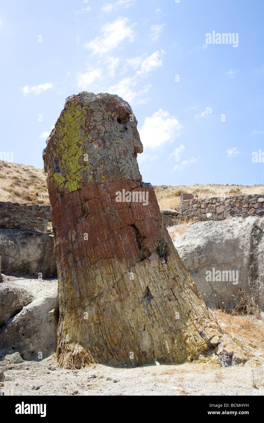 Fossil tree trunk hi-res stock photography and images - Alamy