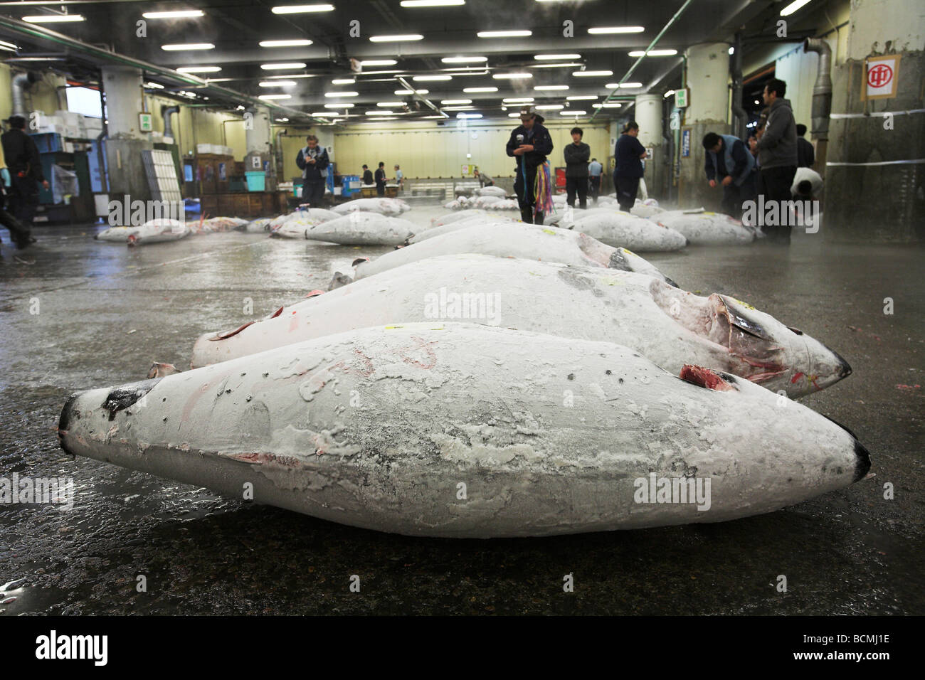 Frozen Tuna at auction Tsukiji fish market Tokyo Japan Stock Photo - Alamy