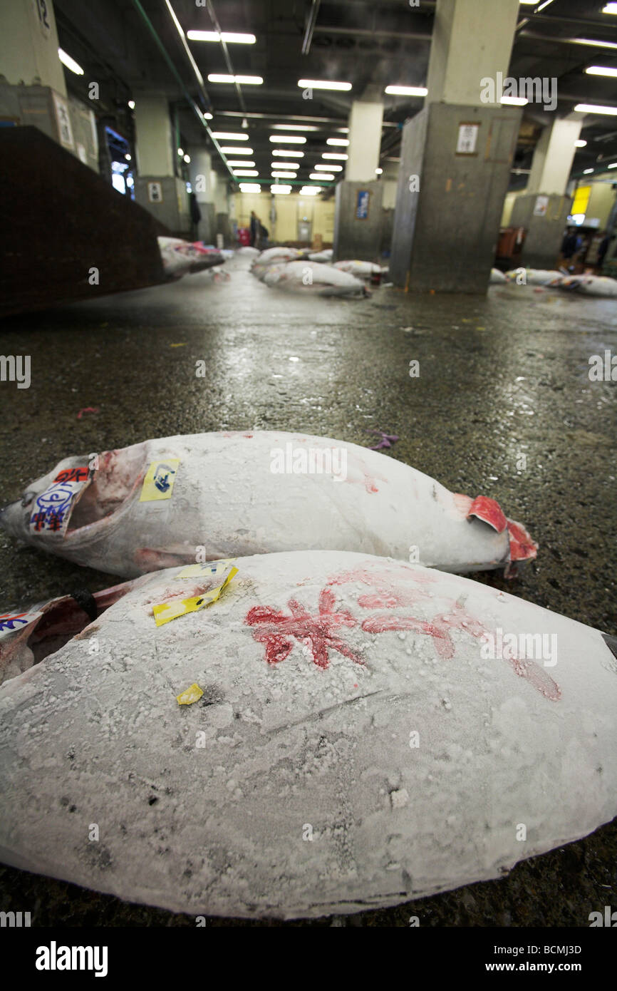 Frozen Tuna Tsukiji fish market Tokyo Japan Stock Photo - Alamy