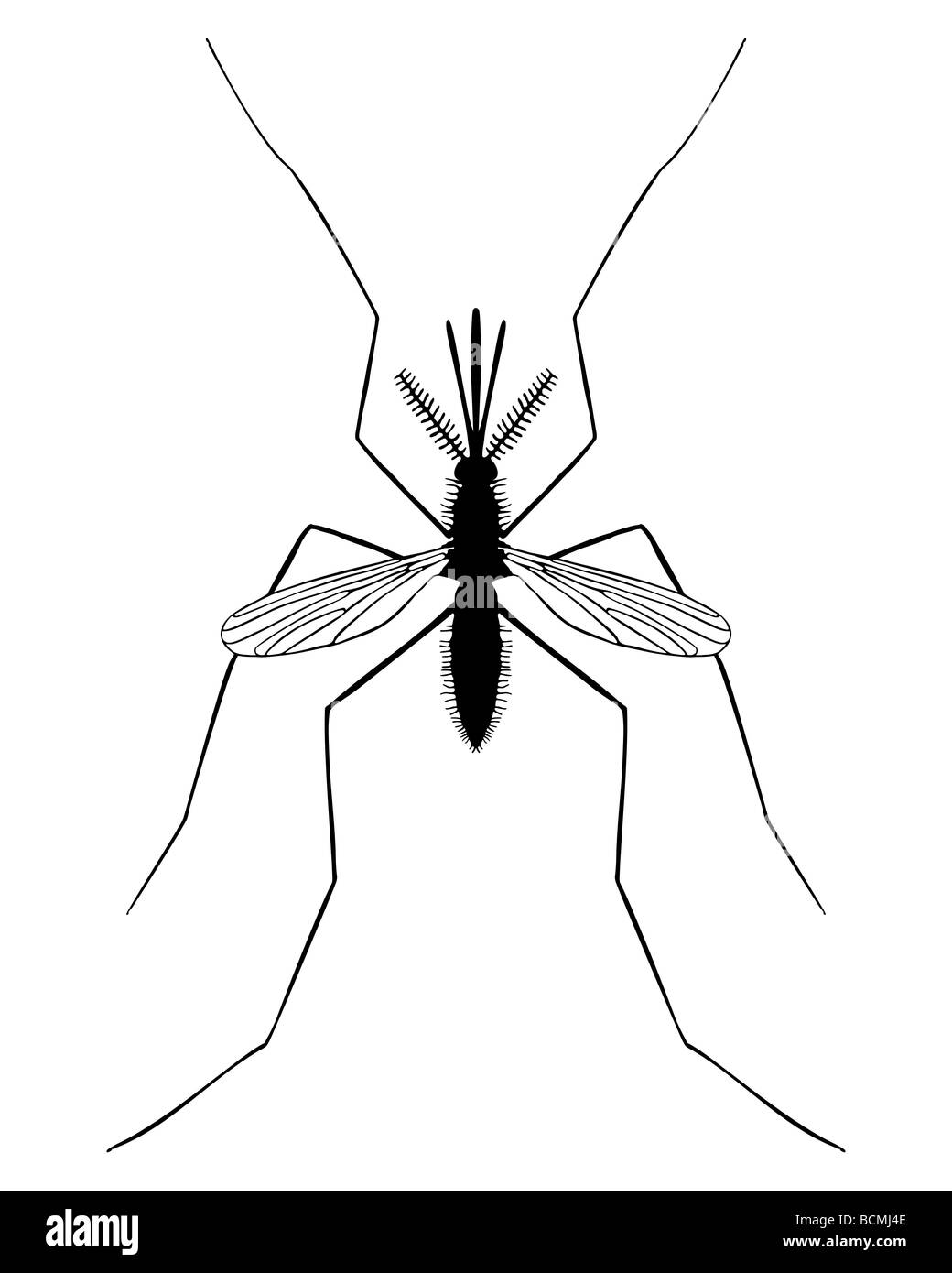 Black midge hi-res stock photography and images - Alamy