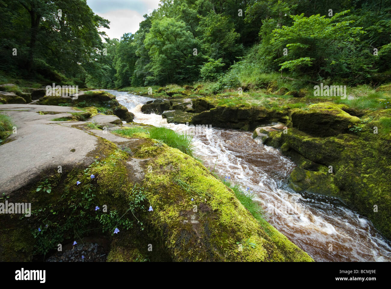 The Strid at Bolton Abbey in the Yorkshire Dales Stock Photo - Alamy