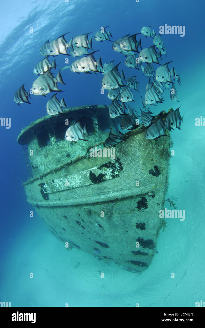 Shipwreck underwater fish hi-res stock photography and images - Alamy