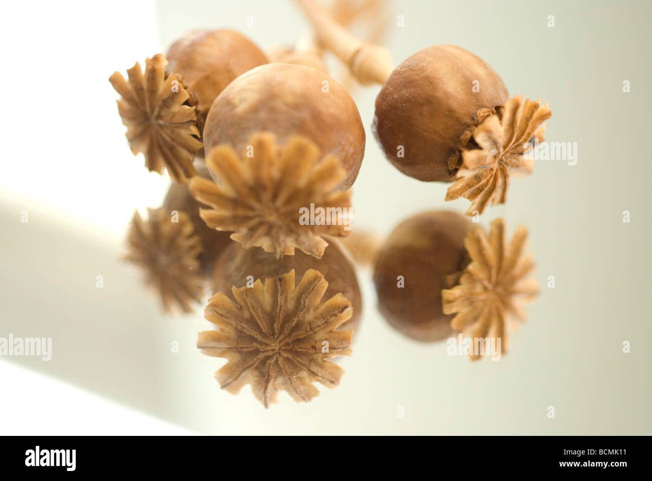 Opium Poppy - dry seeds Stock Photo - Alamy