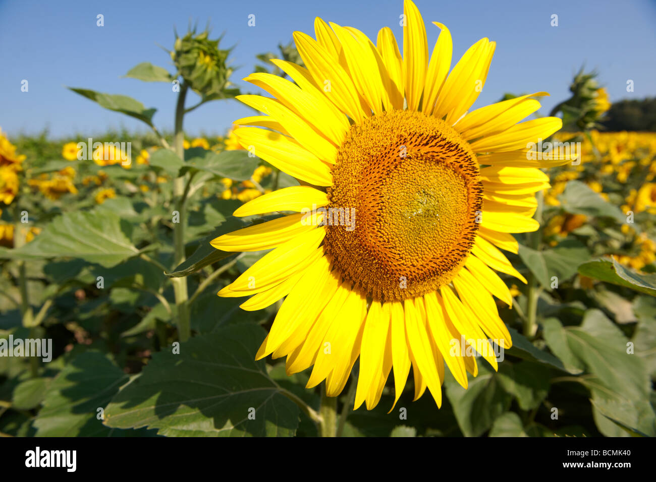 Field of sunflower hi-res stock photography and images - Alamy