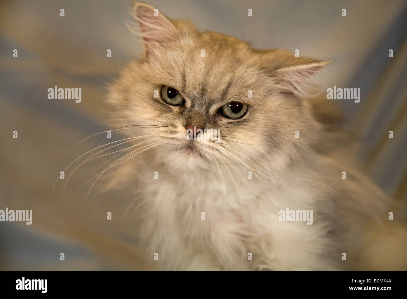 A common long haired persian house cat Stock Photo - Alamy