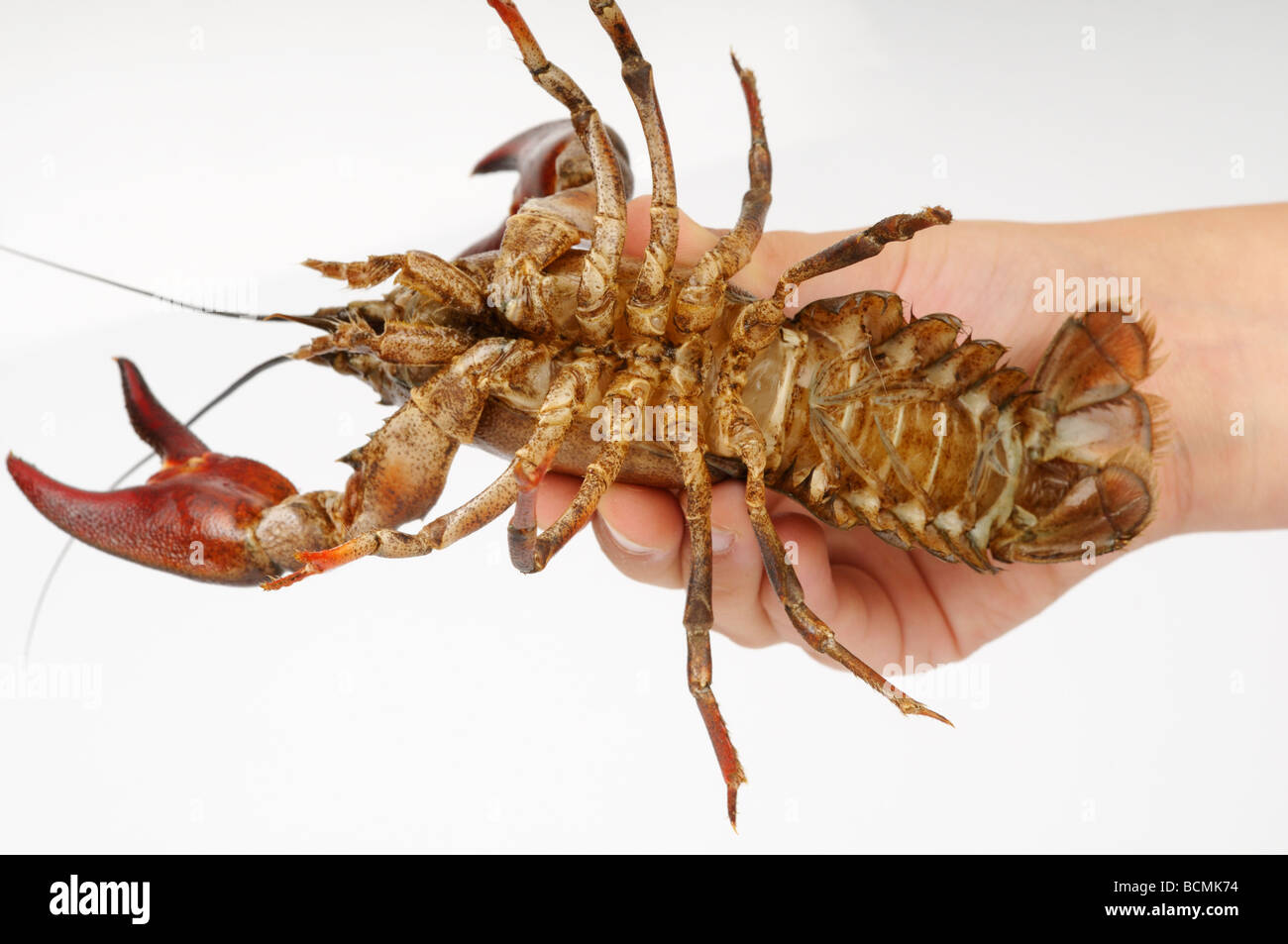 Parastacoidea hi-res stock photography and images - Alamy