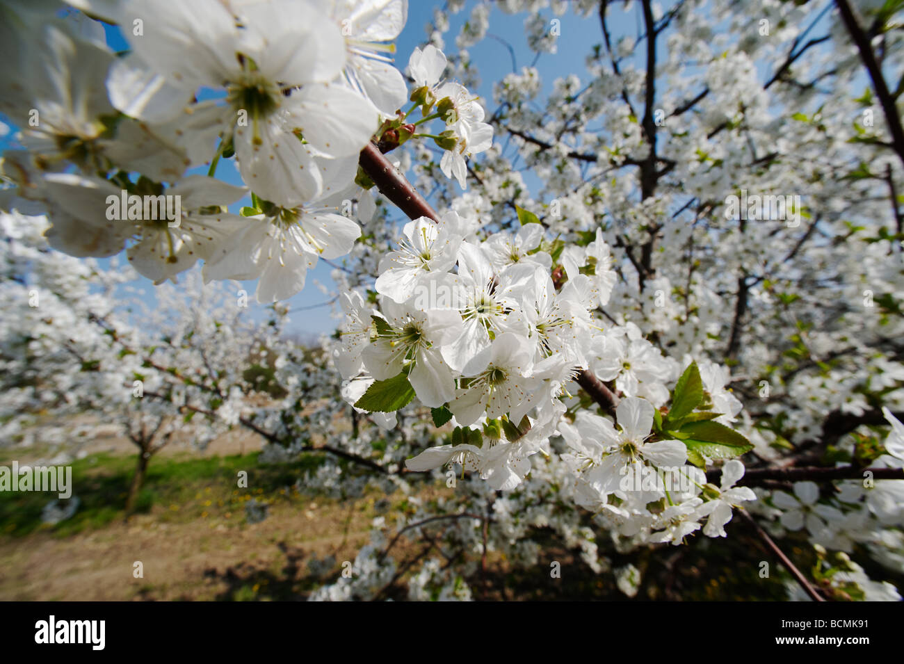 Cherry blossom in orchard Stock Photo - Alamy