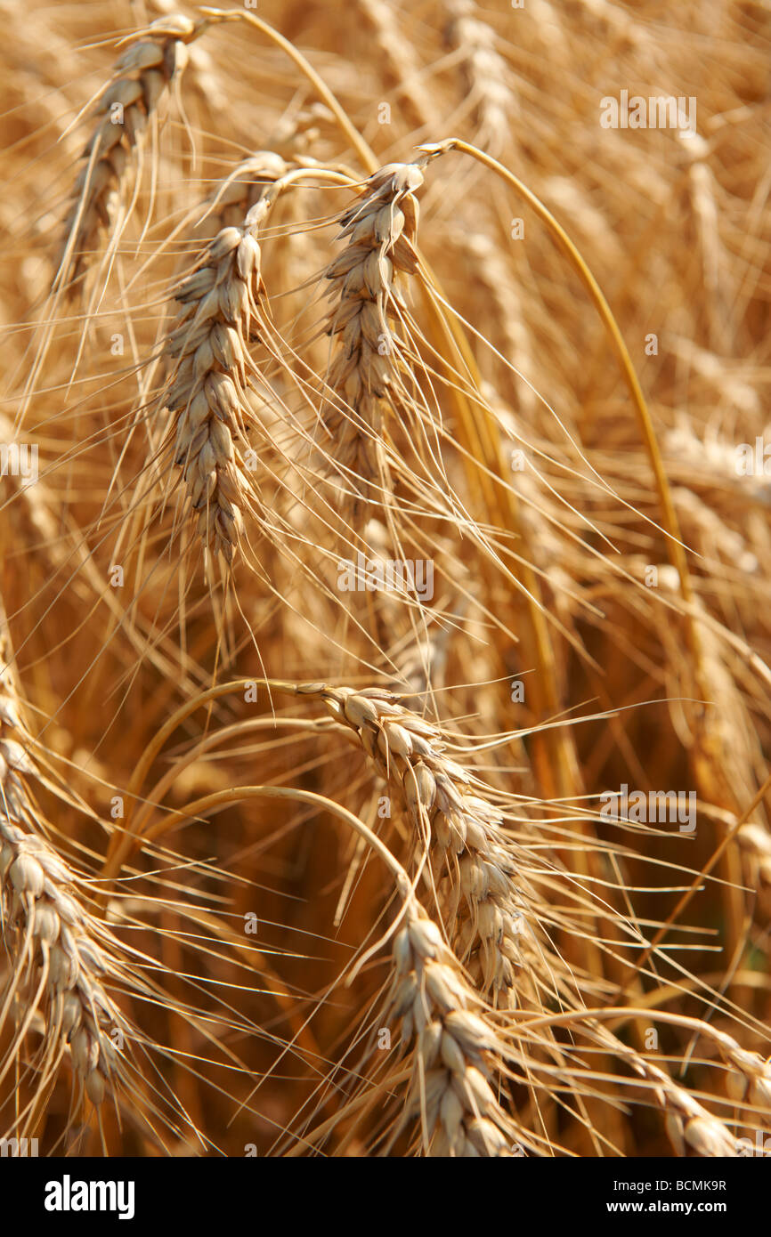 Wheat growing in a field Stock Photo - Alamy