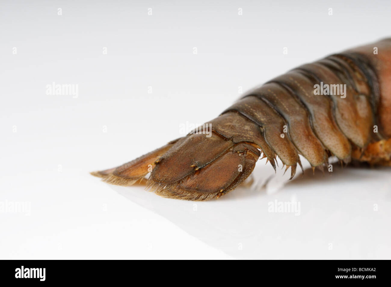 Astacoidea parastacoidea hi-res stock photography and images - Alamy