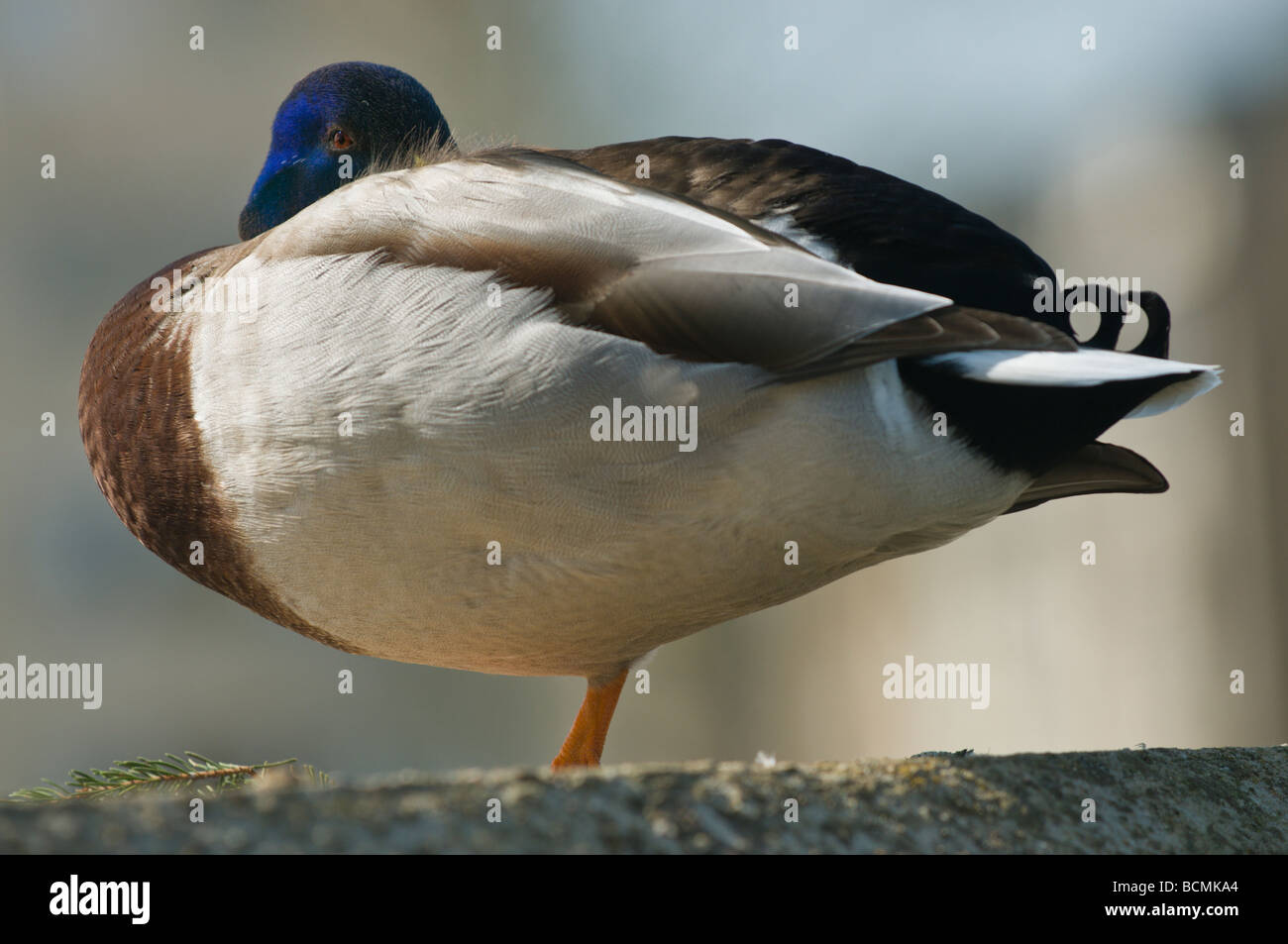portrait of duck Stock Photo - Alamy