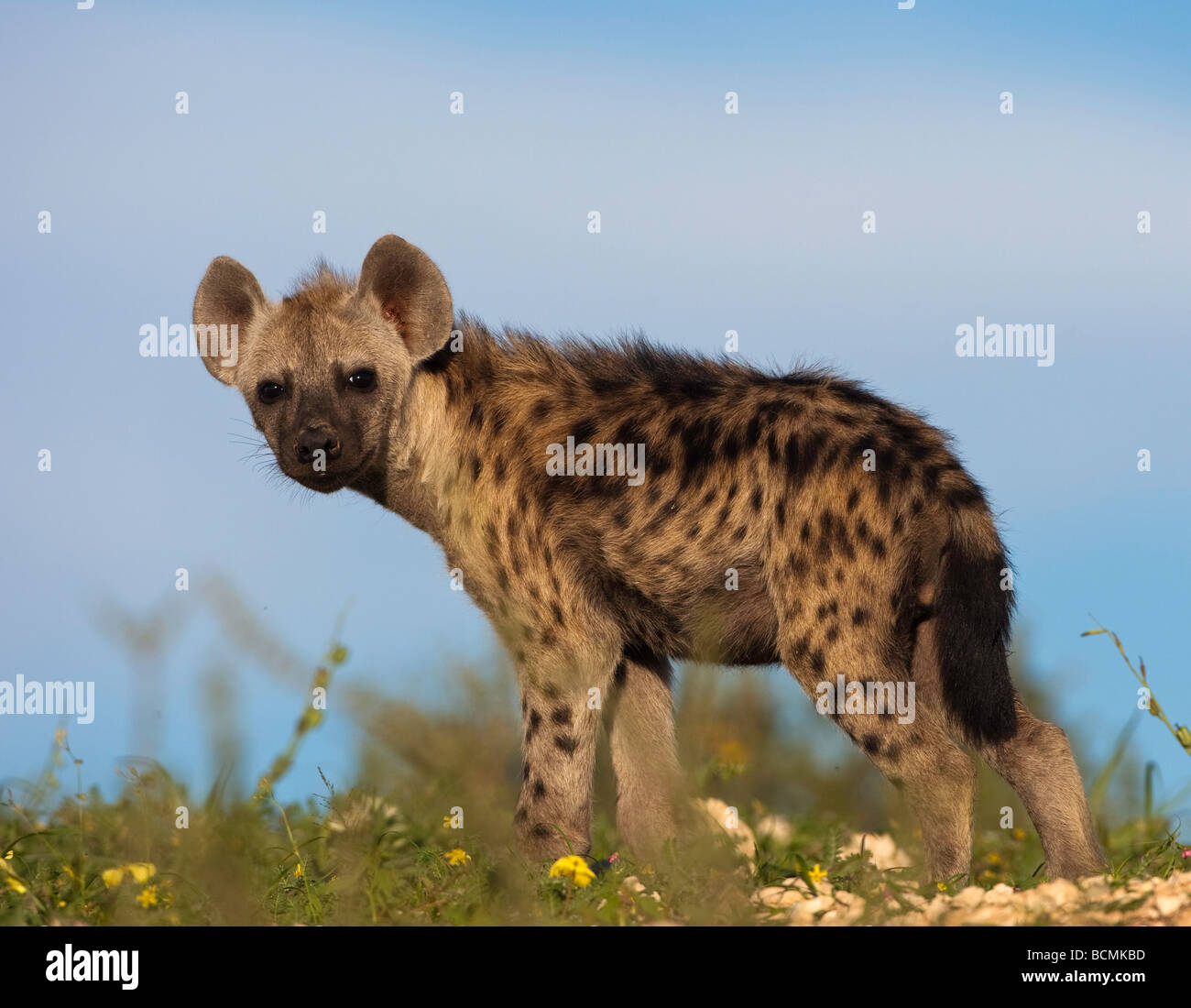 Hayena hi-res stock photography and images - Alamy