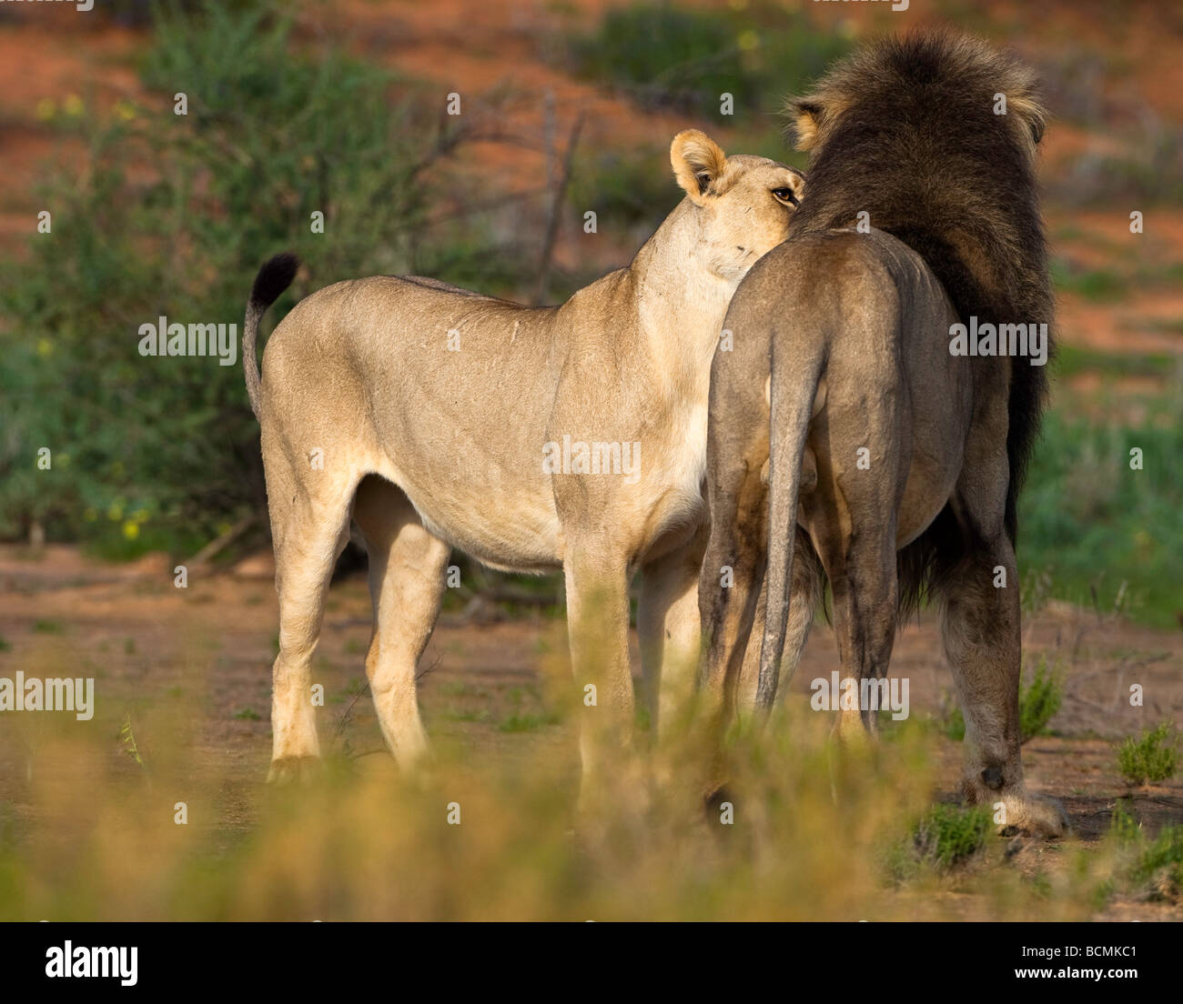 Interaction lion hi-res stock photography and images - Alamy