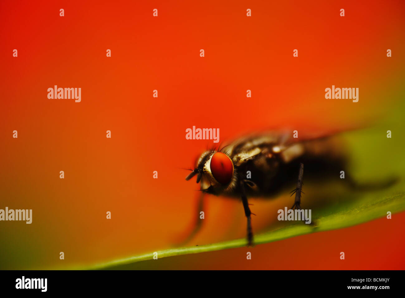 House fly musca domestica leg hi-res stock photography and images - Alamy