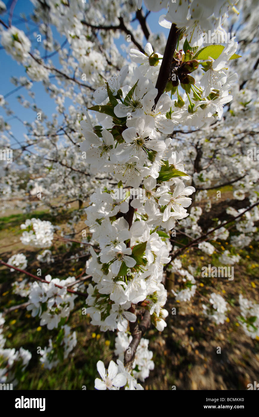 Cherry blossom in orchard Stock Photo - Alamy