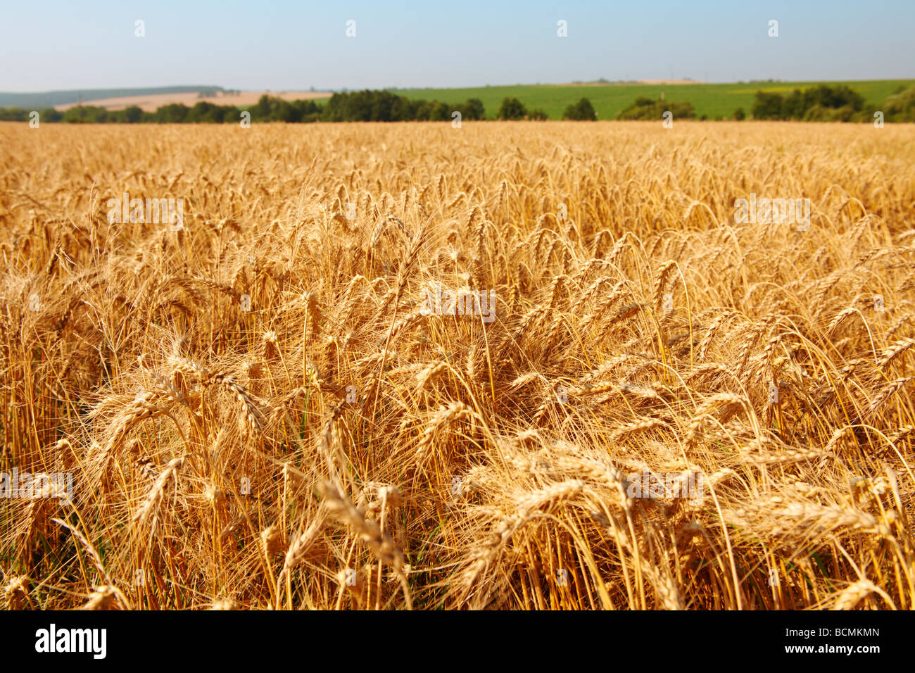 Wheat growing in a field Stock Photo - Alamy