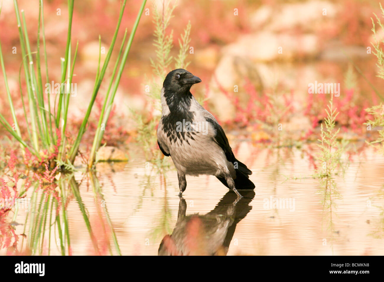 Israel Coastal Plains Hooded Crow Corvus cornix Stock Photo - Alamy