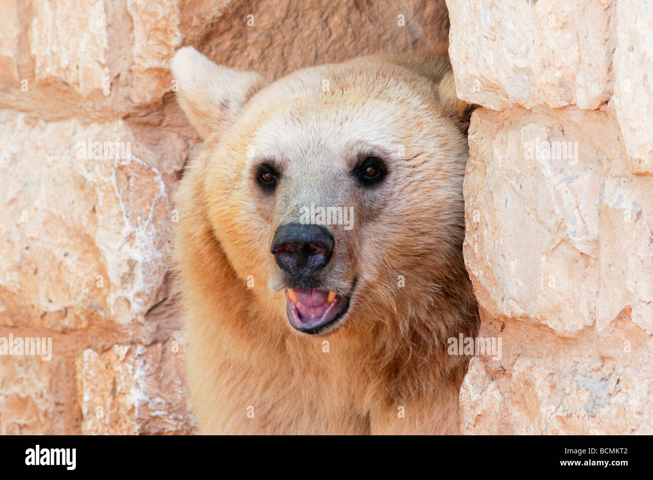 Syrian brown Bear Ursus arctos syriacus Stock Photo - Alamy