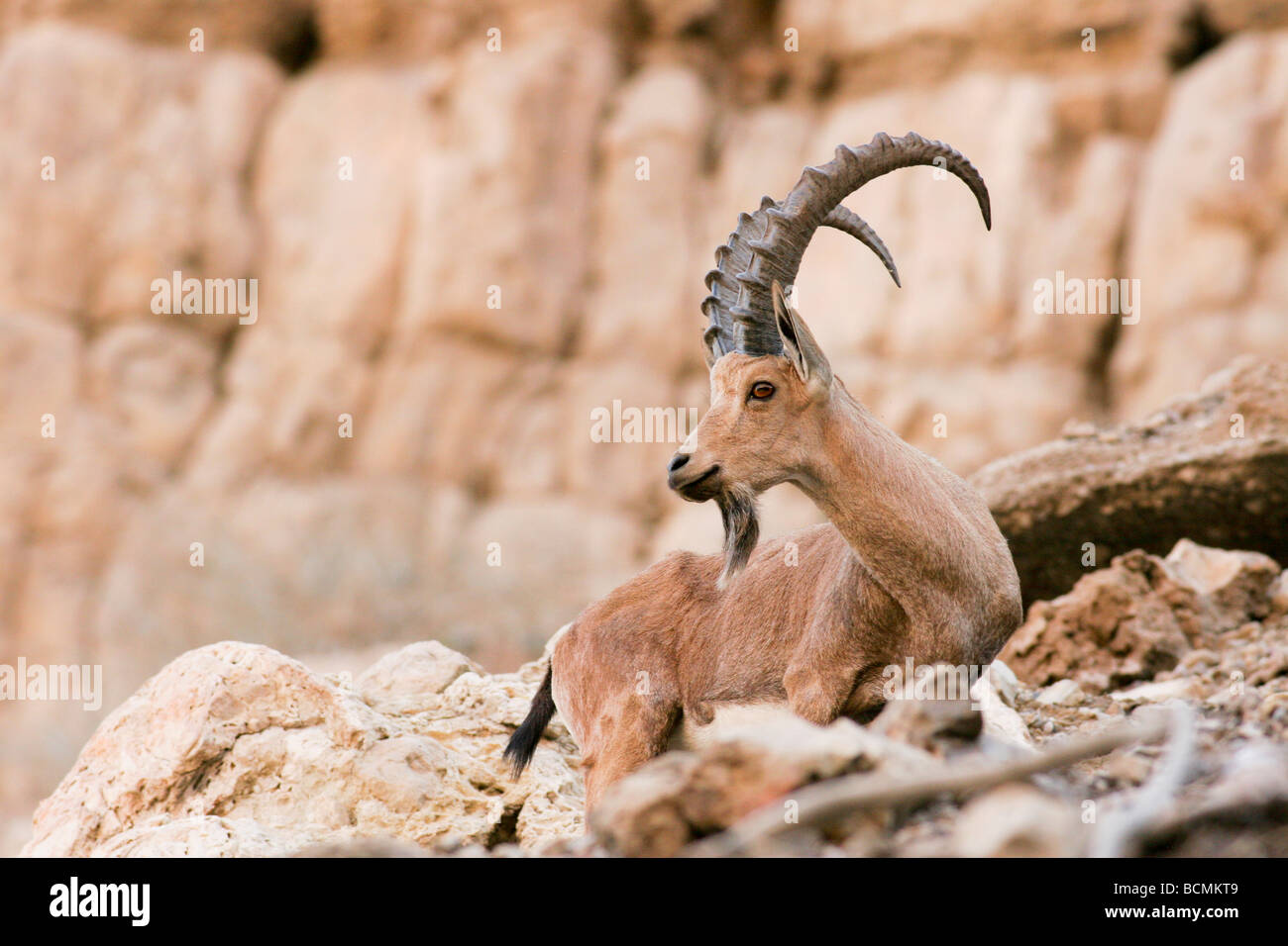 Israel Negev Nubian Ibex Capra ibex nubiana AKA Capra nubiana close up ...