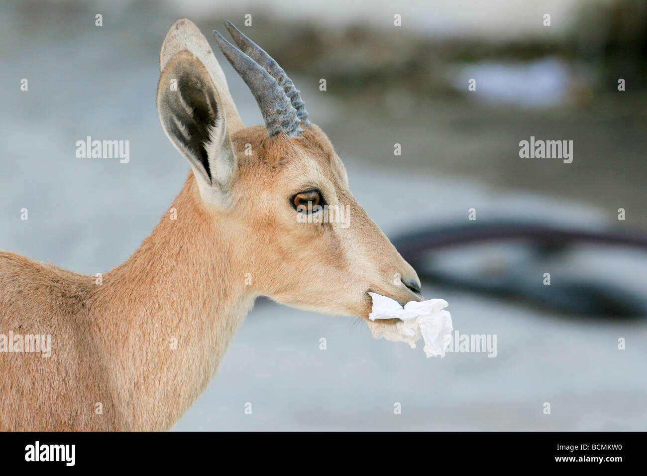 Goat eating paper hi-res stock photography and images - Alamy