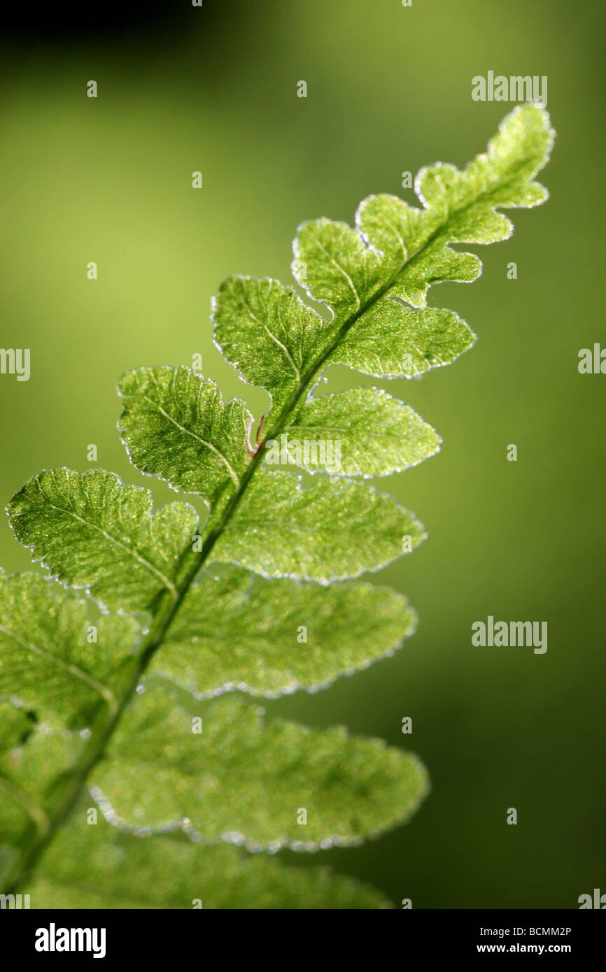 Fern sheet hi-res stock photography and images - Alamy