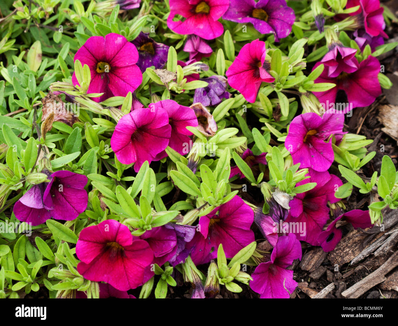Tupi guarani hi-res stock photography and images - Alamy