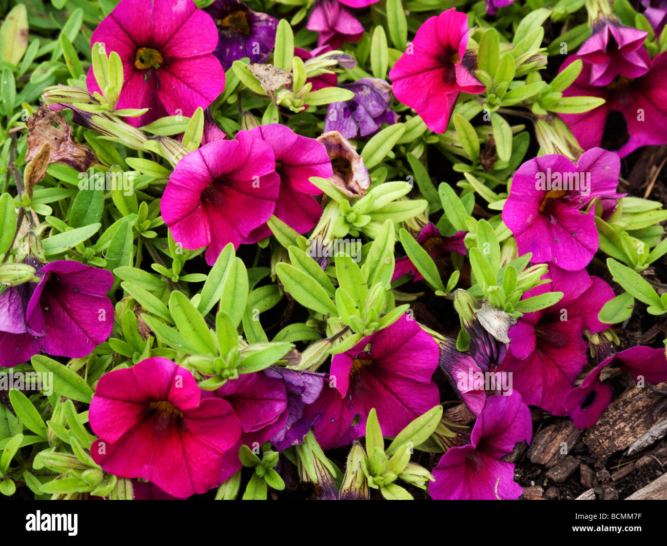 Tupi guarani hi-res stock photography and images - Alamy