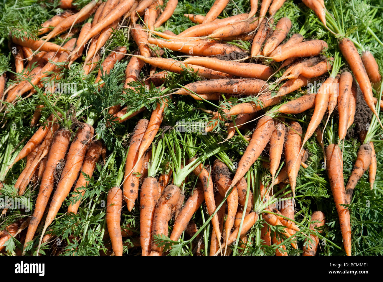 Hand picked carrots on Garsons pick your own farm in Esher, United ...