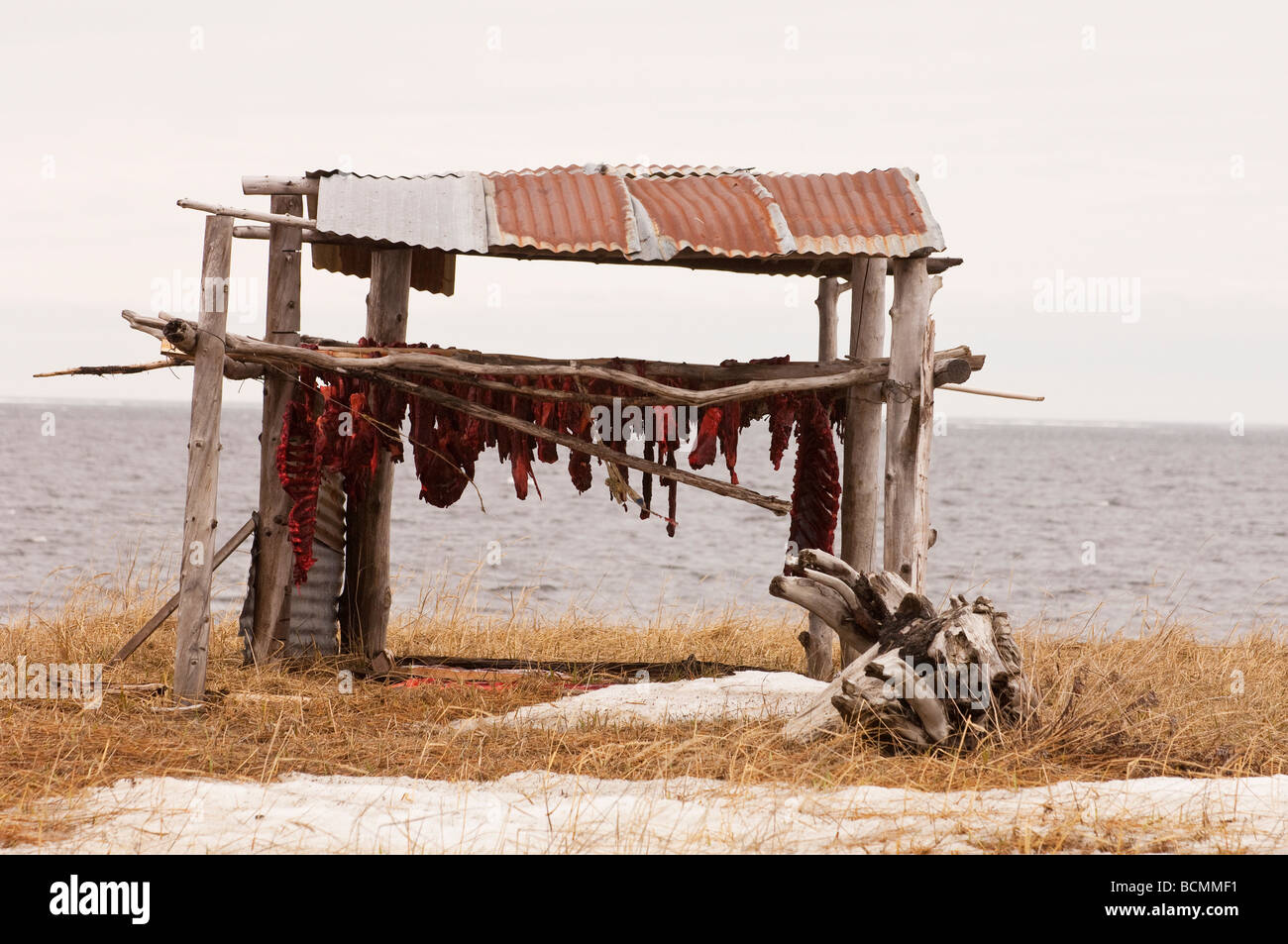 SEAL MEAT HANGS AND DRIES FROM POLES ALONG THE BERING SEA Stock Photo ...