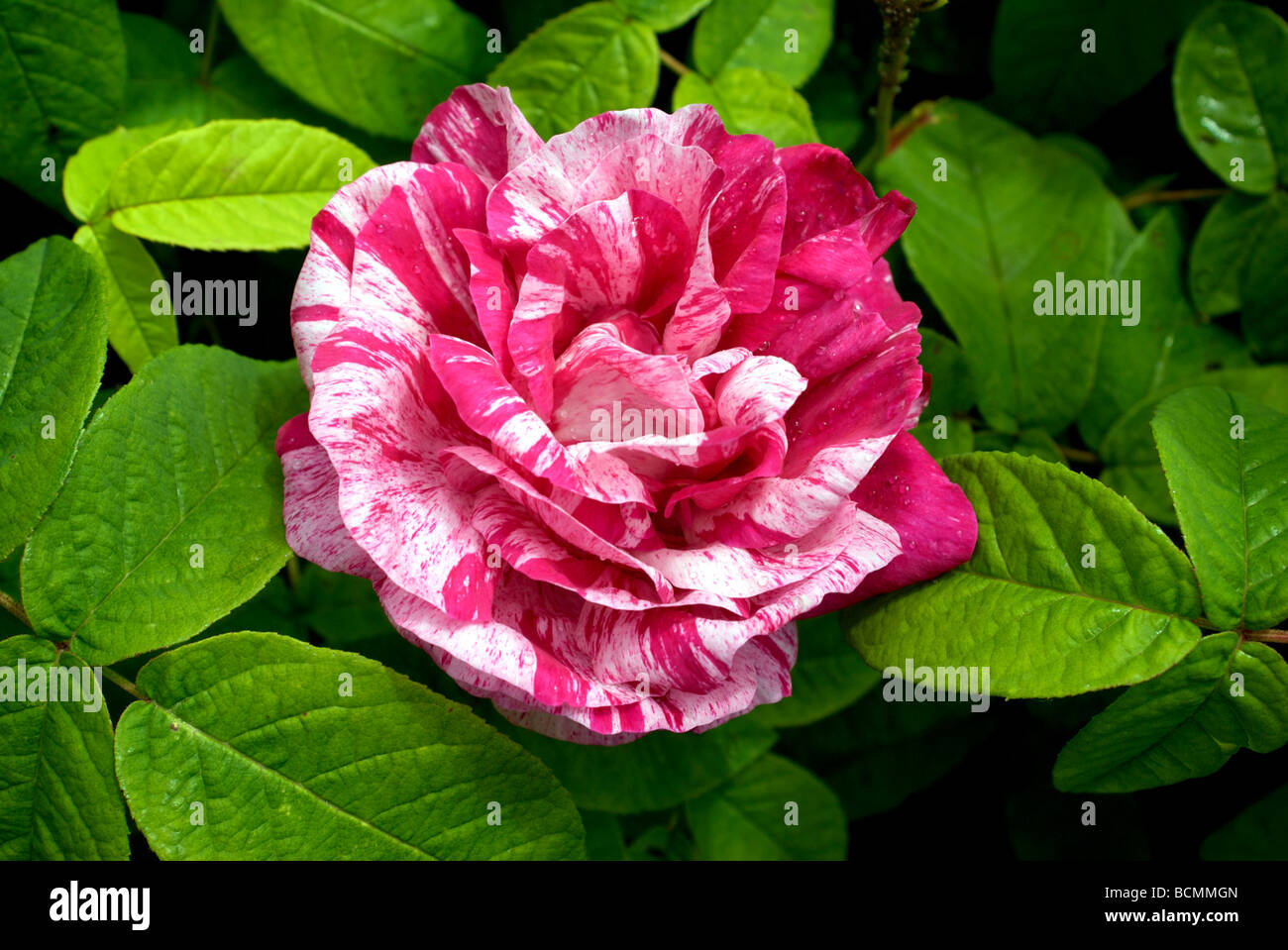 Traditional old Fashioned variagated English Rose Stock Photo - Alamy