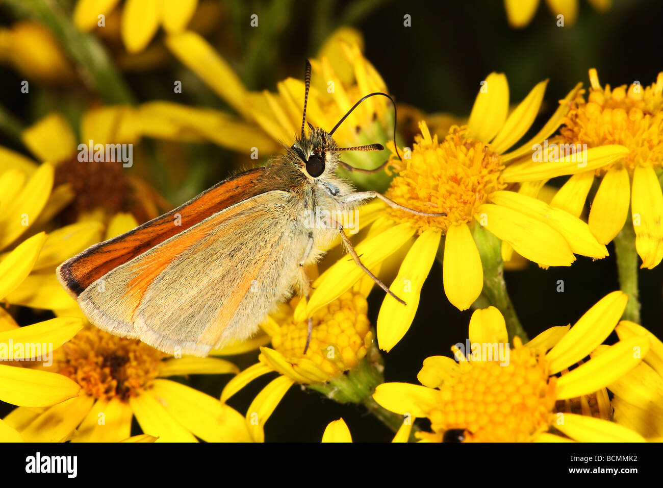 small Skipper butterfly Stock Photo - Alamy
