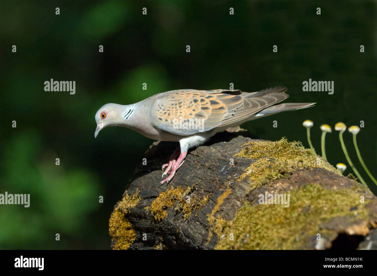 Perching turtle dove hi-res stock photography and images - Alamy