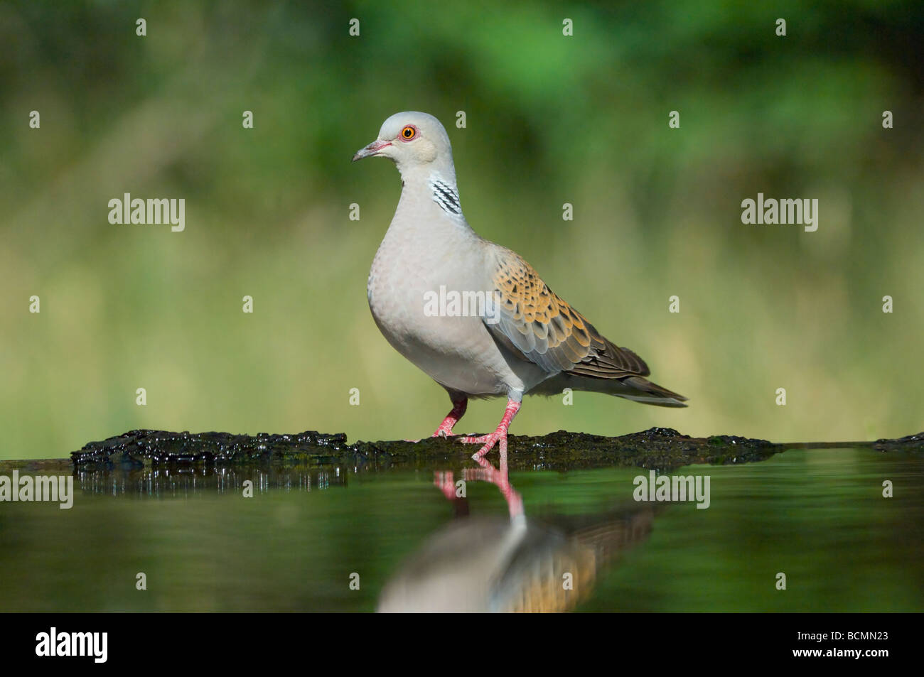 Turtle Dove Streptopelia tutur Hungary Stock Photo - Alamy