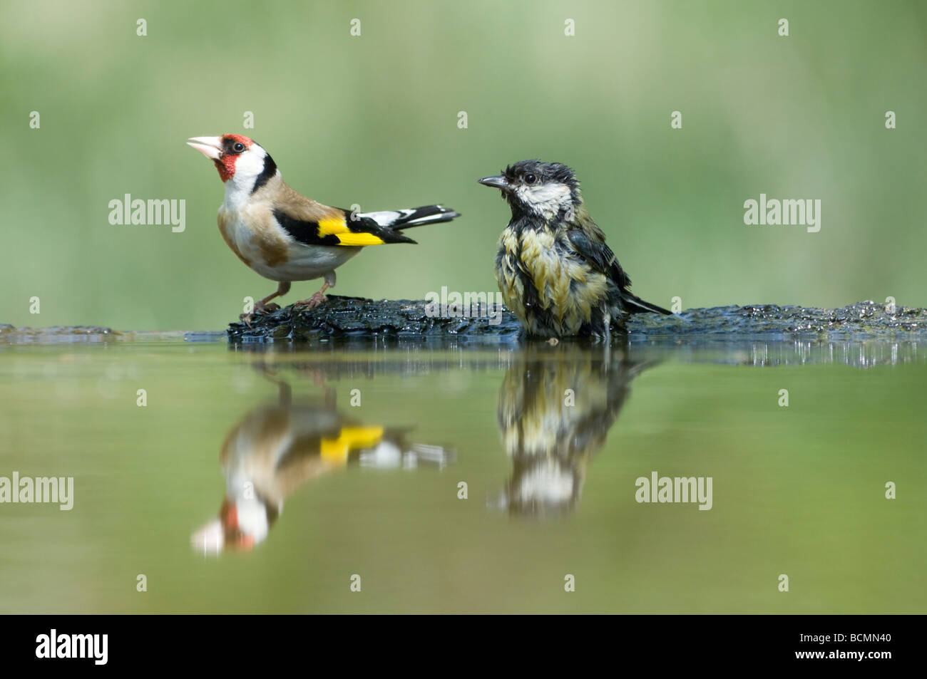 Goldfinch Great Tit Carduelis carduelis Parus major Hungary Stock Photo ...