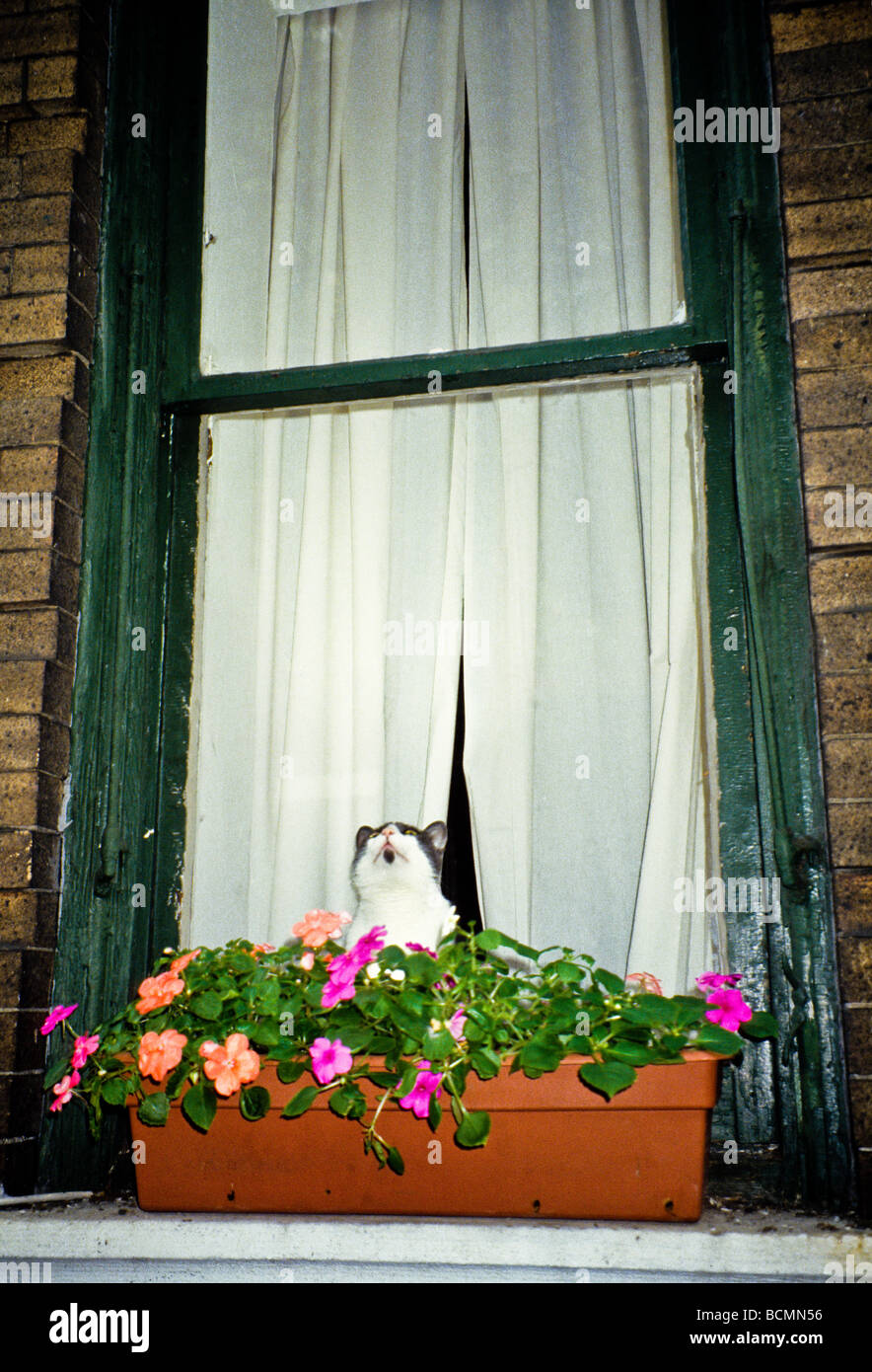 Cat looking up in window with windowbox and flowers Stock Photo - Alamy