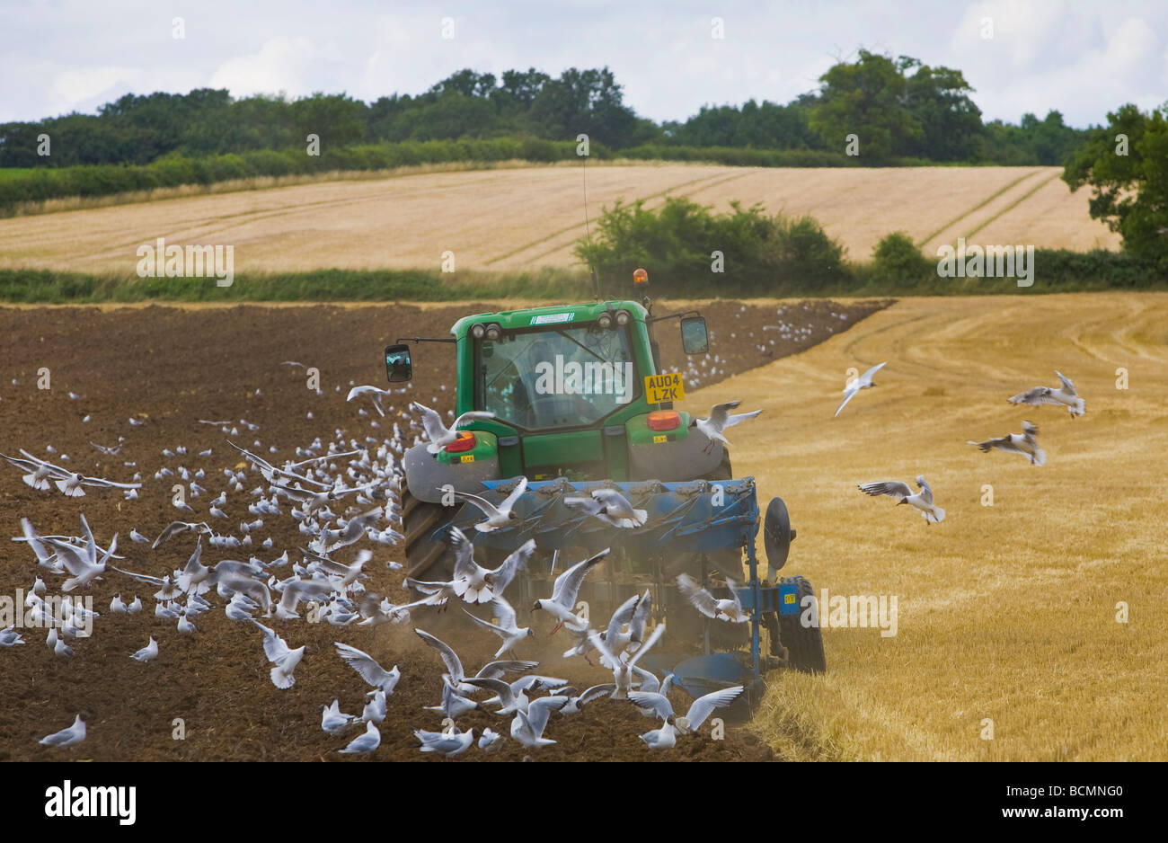 A tractor ploughing a field followed by a flock of seagulls and black ...