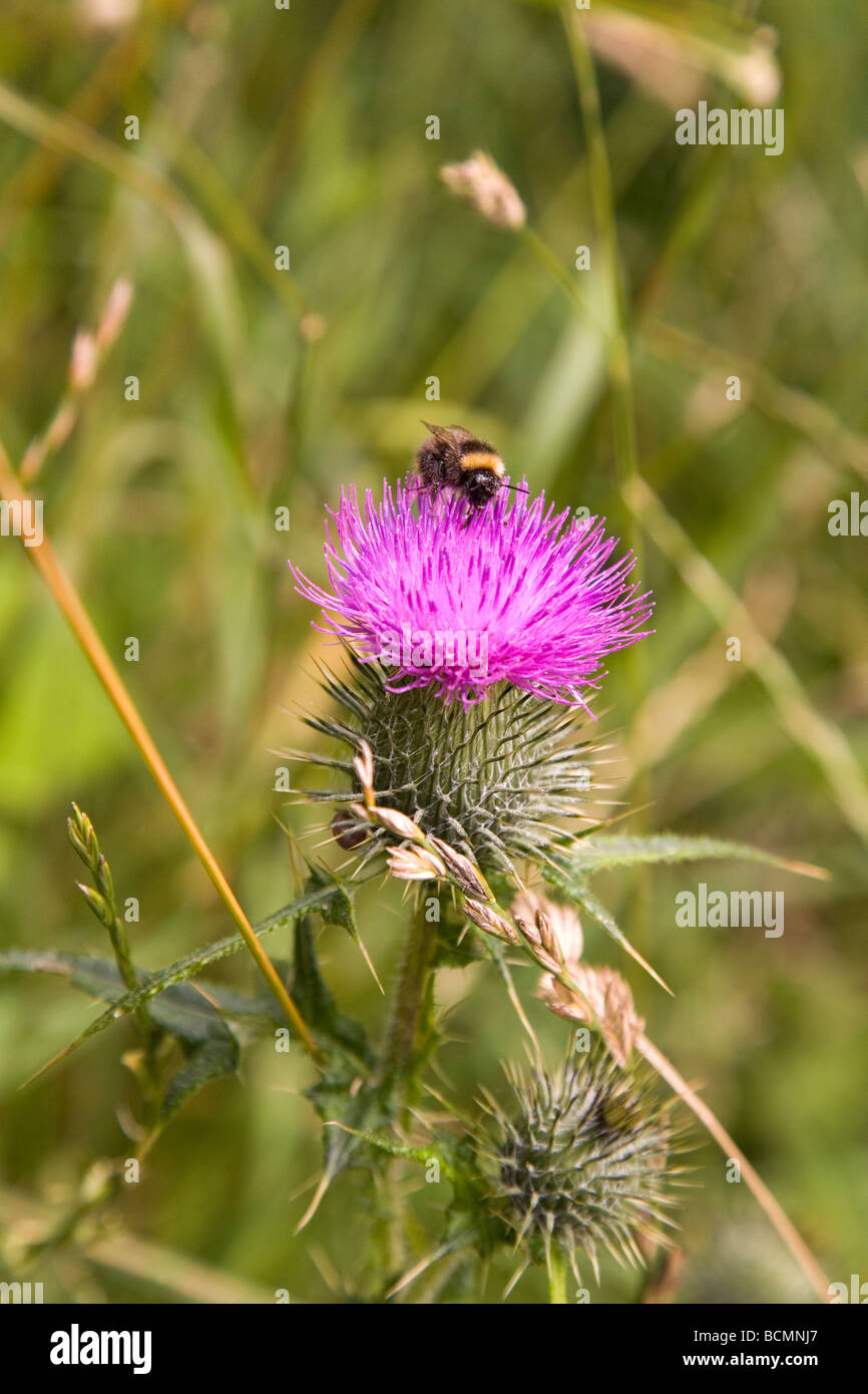A bumblebee collects pollen from a purple thistle in County Durham ...