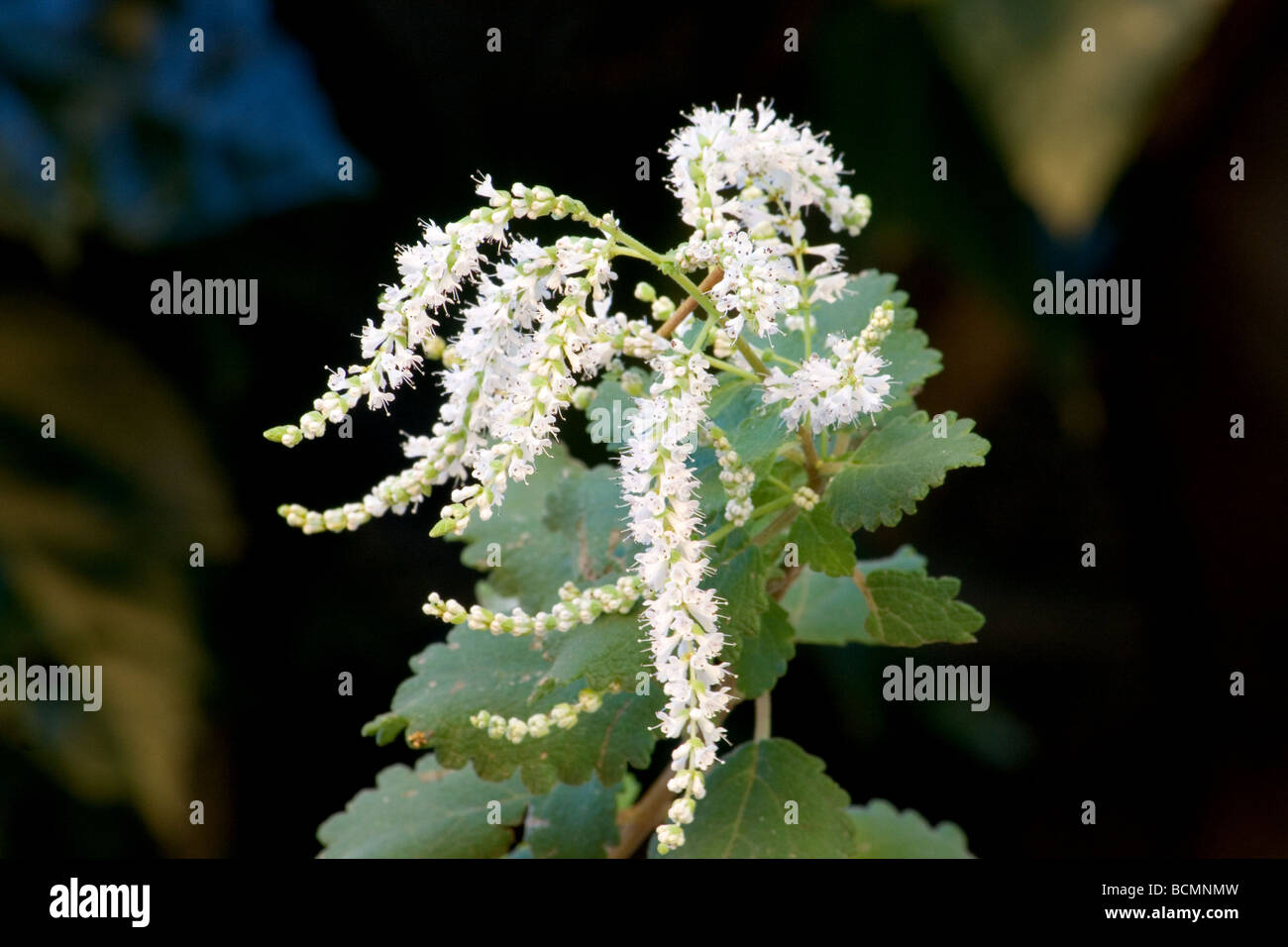 Musk Bush in bloom Stock Photo - Alamy
