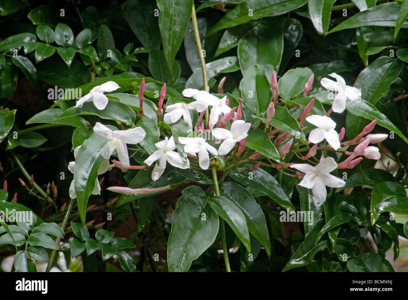 Pink jasmine vine hi-res stock photography and images - Alamy