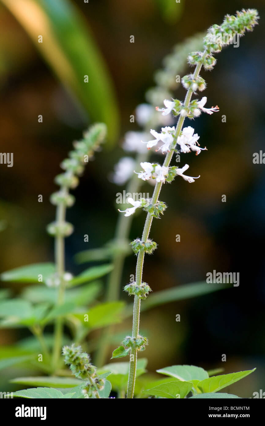 Basil plant in bloom Stock Photo - Alamy