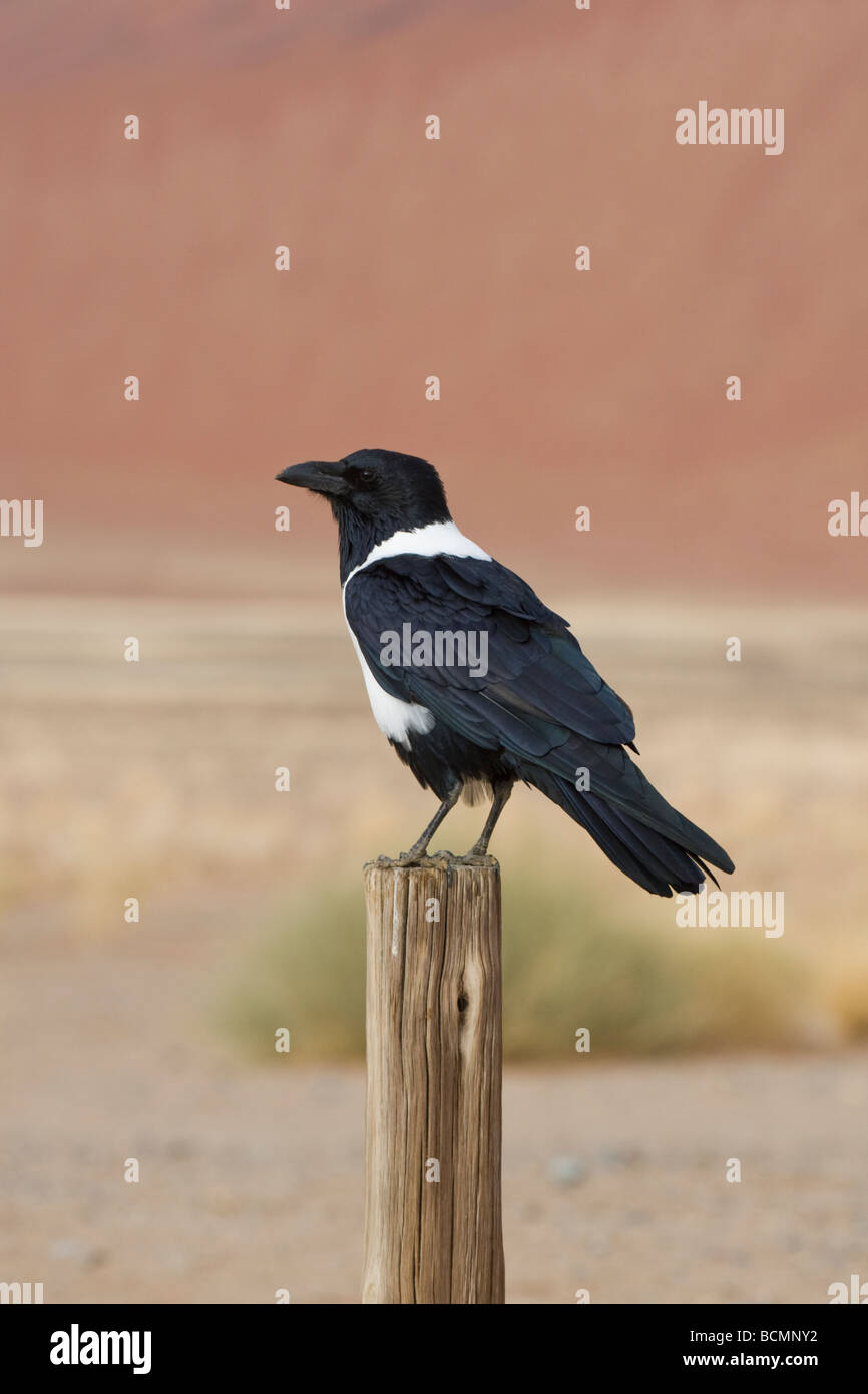 Desert crow hi-res stock photography and images - Alamy