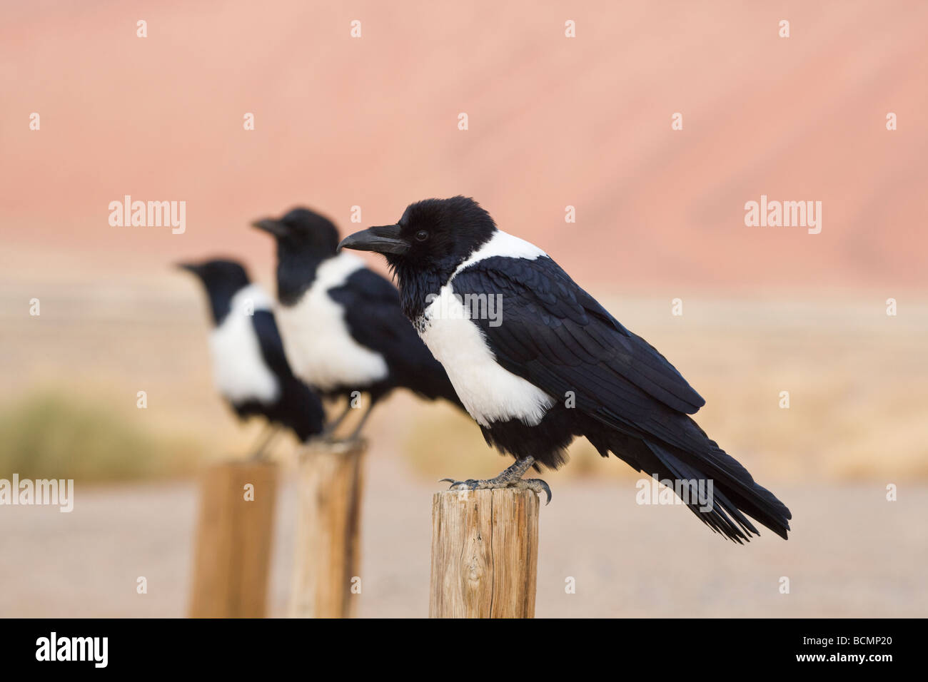 Pied Crows in the Namib desert Namibia Africa Stock Photo - Alamy