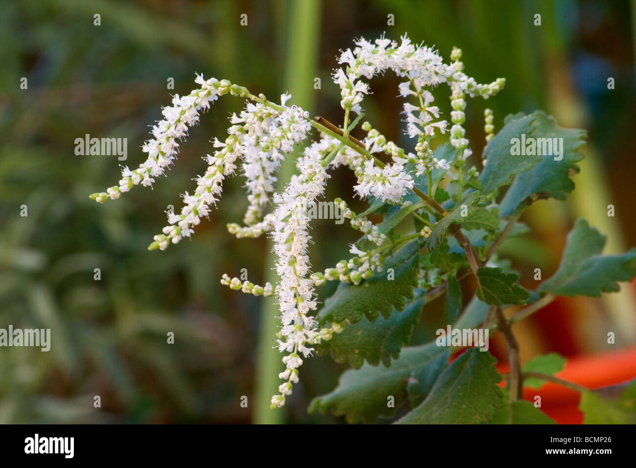 Tetradenia riparia hi-res stock photography and images - Alamy