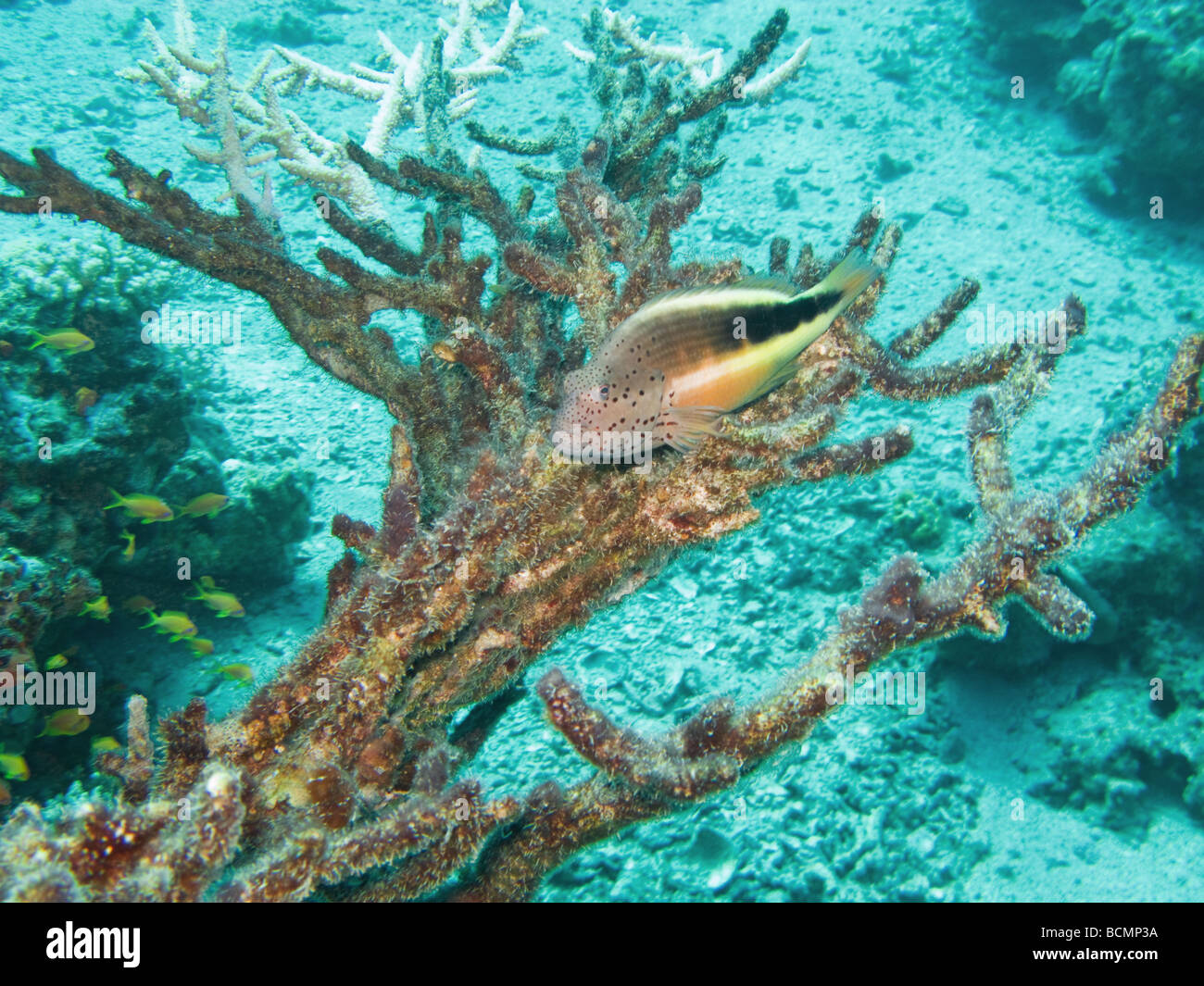 In a see of fish hi-res stock photography and images - Alamy
